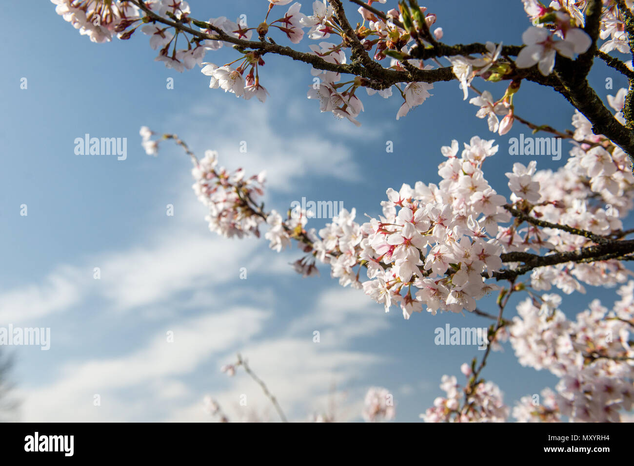 city of Bern during Cherry blossom in spring Stock Photo - Alamy