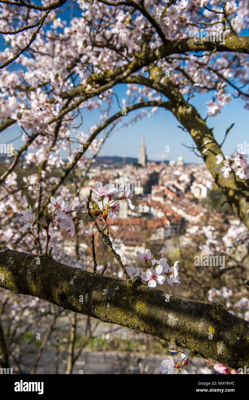 city of Bern during Cherry blossom in spring Stock Photo - Alamy