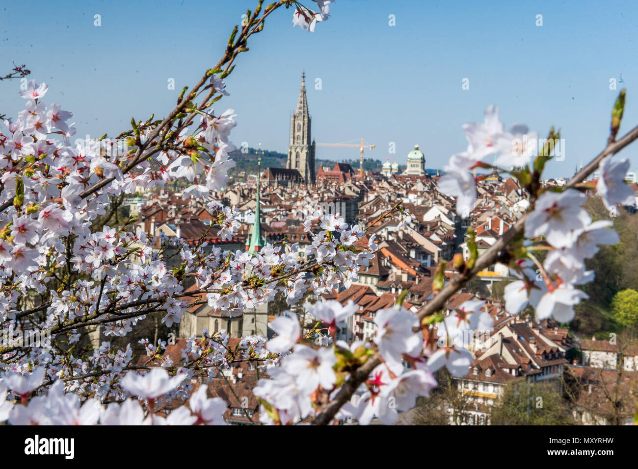 city of Bern during Cherry blossom in spring Stock Photo - Alamy