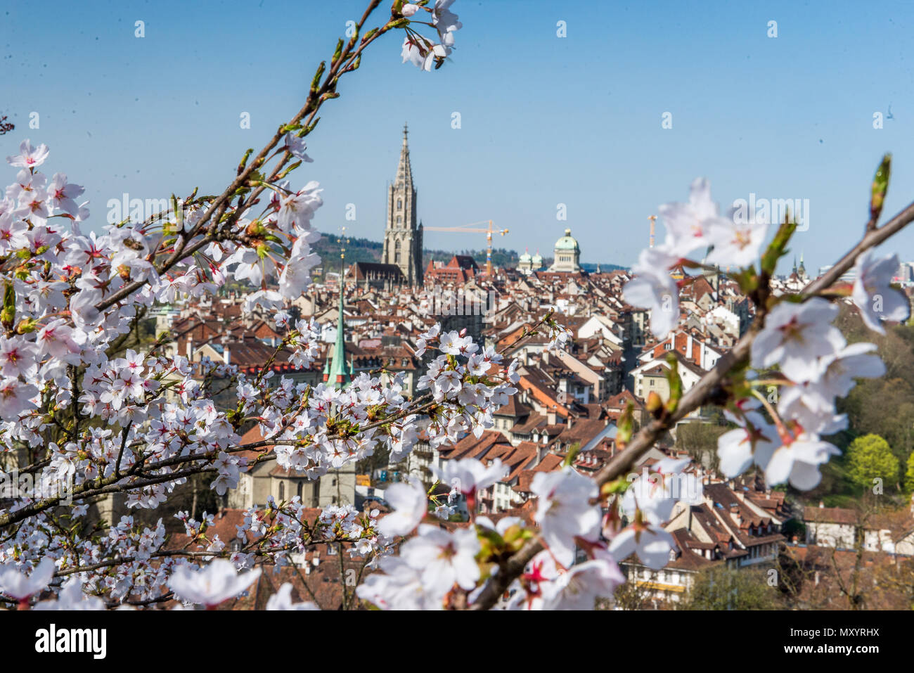 city of Bern during Cherry blossom in spring Stock Photo - Alamy
