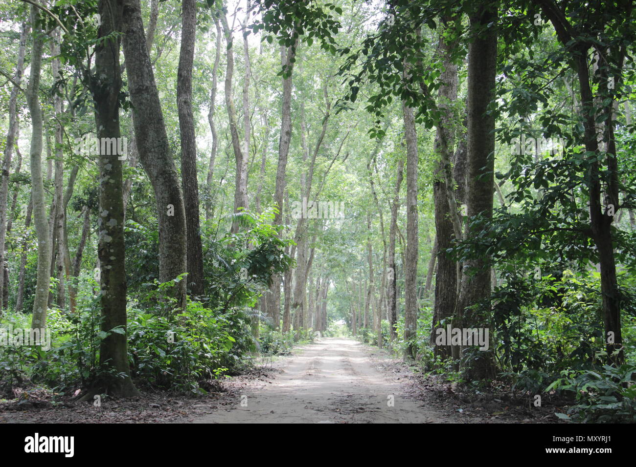 life of majuli Stock Photo - Alamy