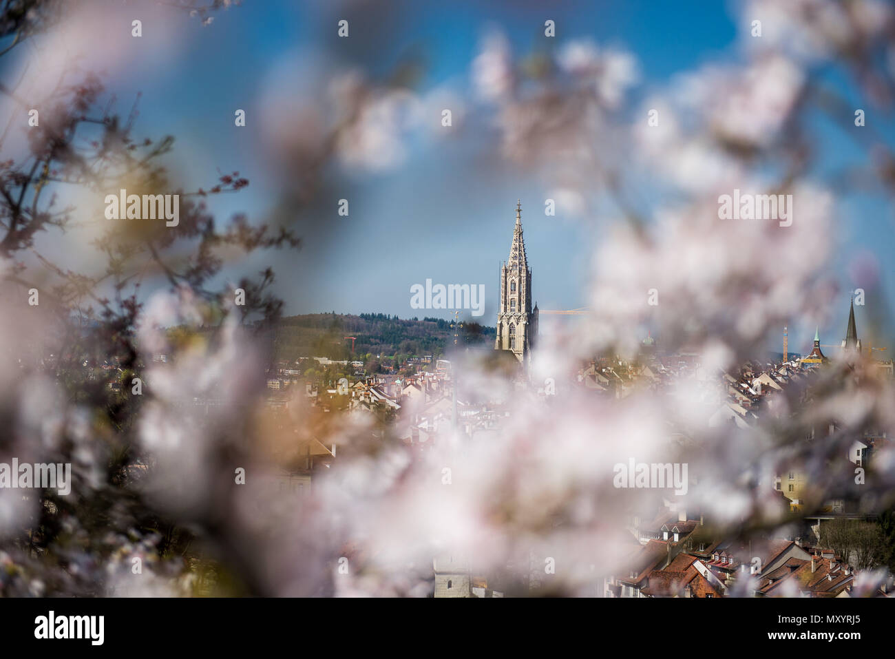 city of Bern during Cherry blossom in spring Stock Photo - Alamy
