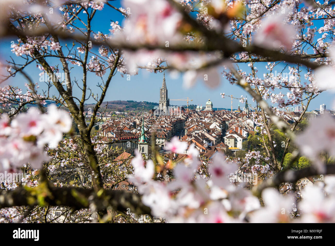 city of Bern during Cherry blossom in spring Stock Photo - Alamy