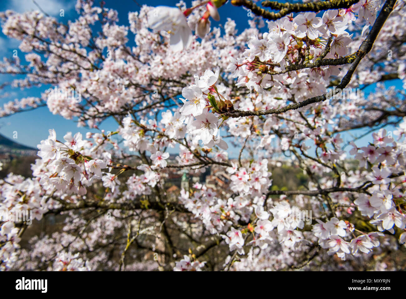city of Bern during Cherry blossom in spring Stock Photo - Alamy