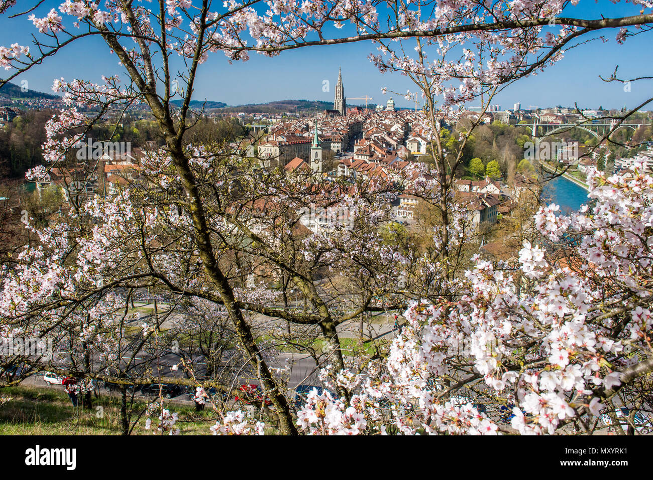 city of Bern during Cherry blossom in spring Stock Photo - Alamy