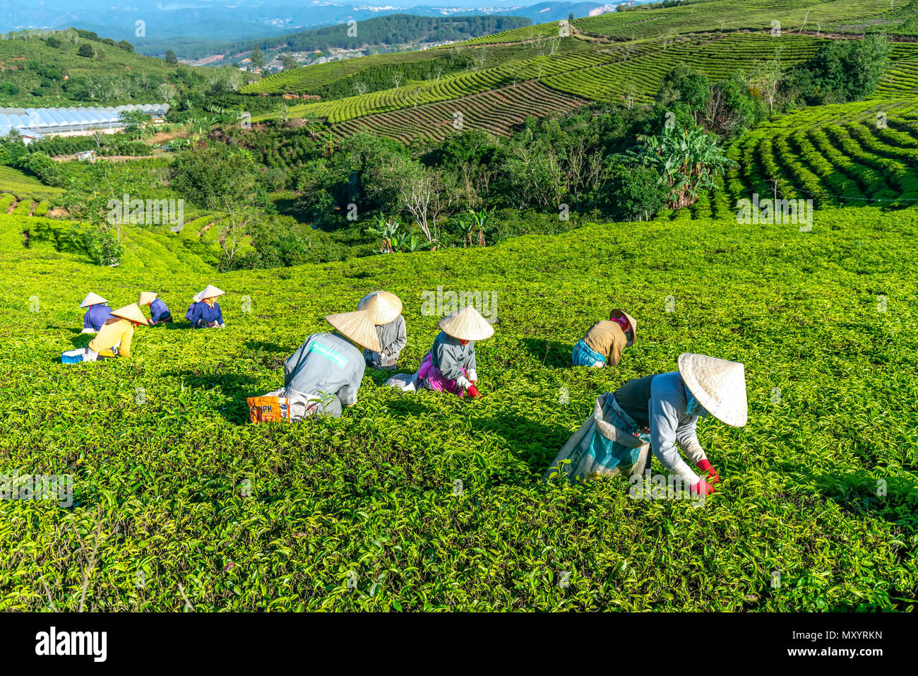 Group farmers in labor costume, conical hats harvesting tea in the ...