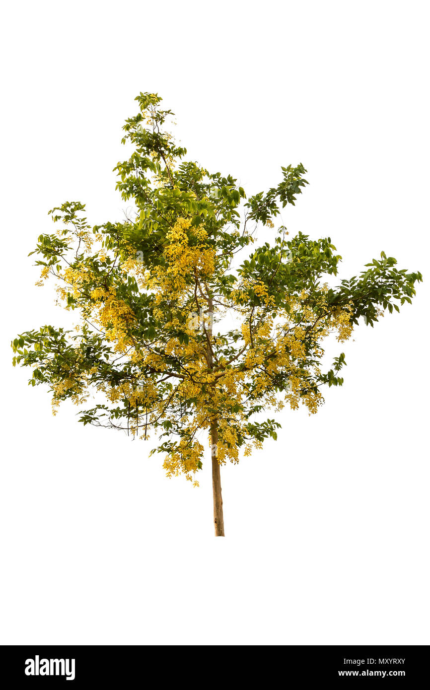 A big tree with yellow flower isolated on white background Stock Photo ...