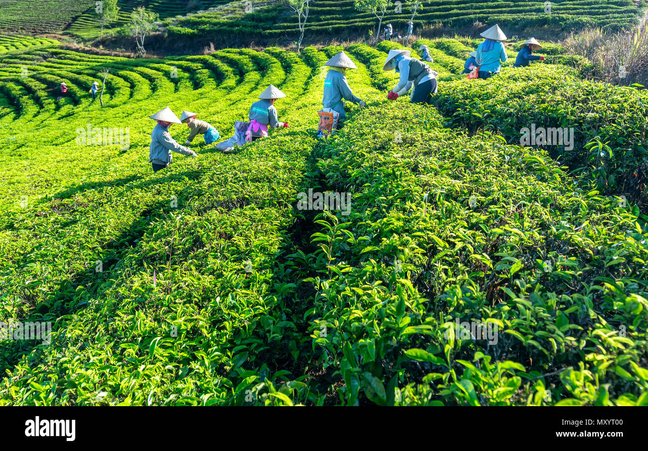 Group farmers in labor costume, conical hats harvesting tea in the ...