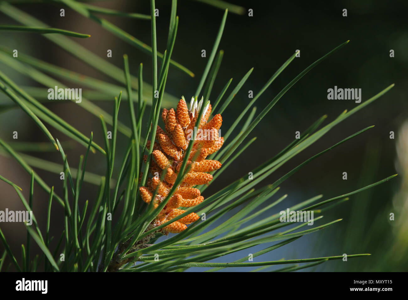 Pinus Pinea Stone Pine Flower High Resolution Stock Photography and ...