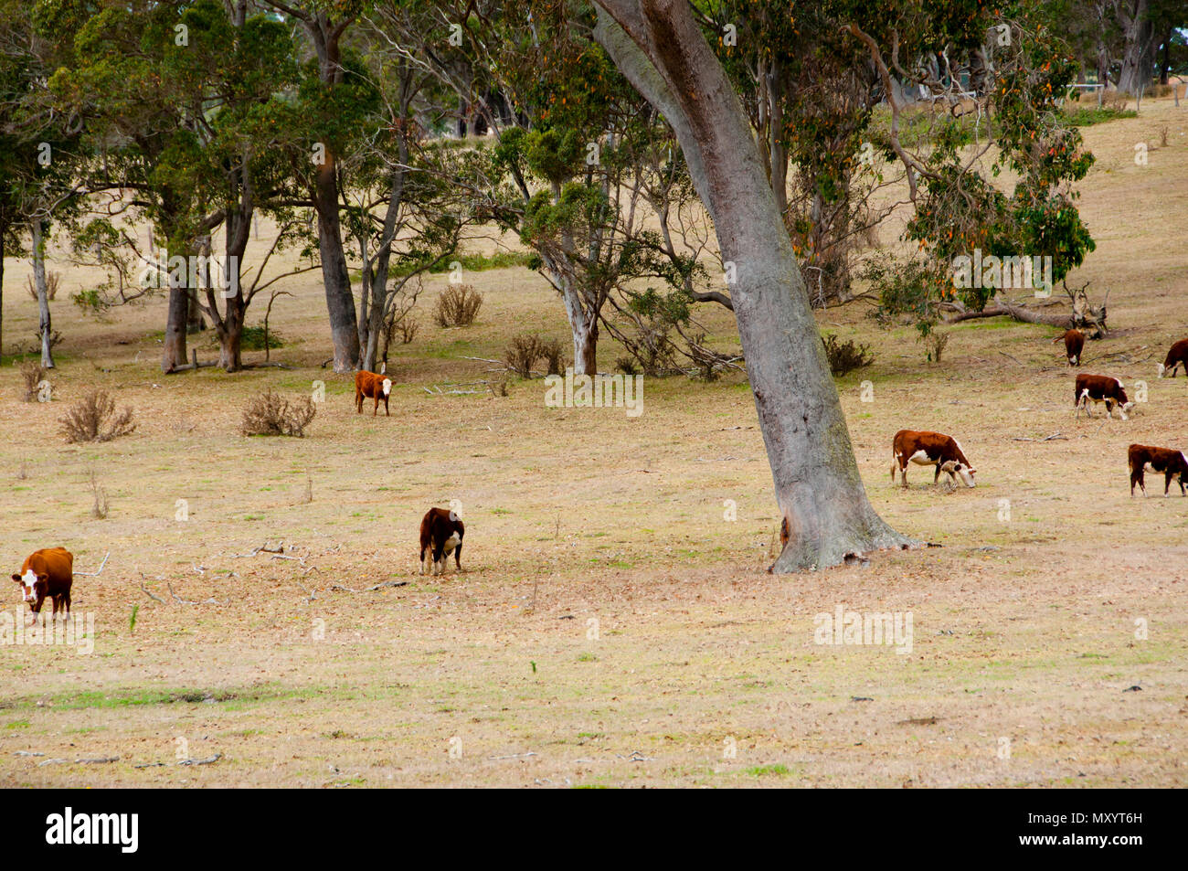 Australian free range hi-res stock photography and images - Alamy