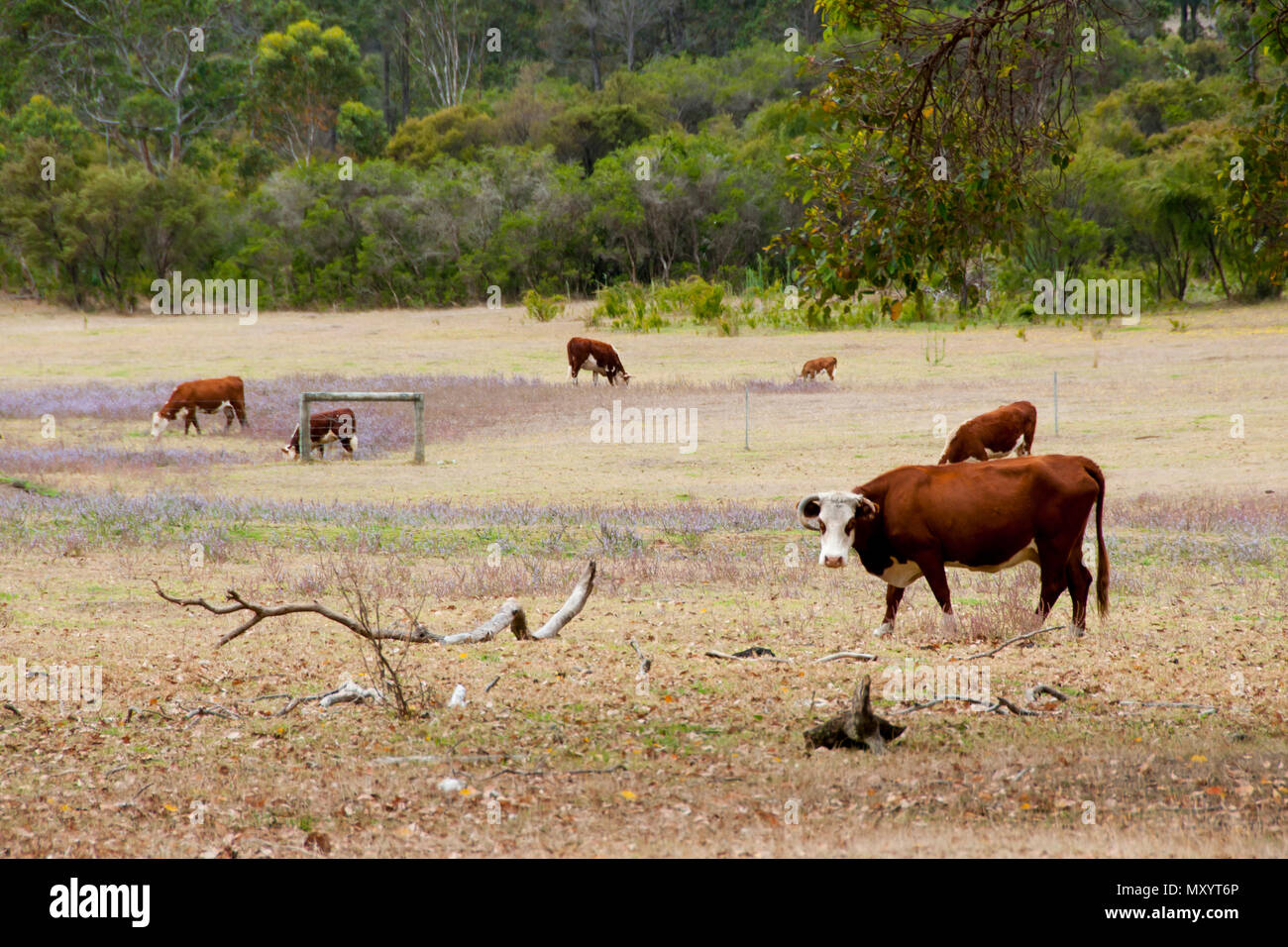Australian beef cow hi-res stock photography and images - Alamy