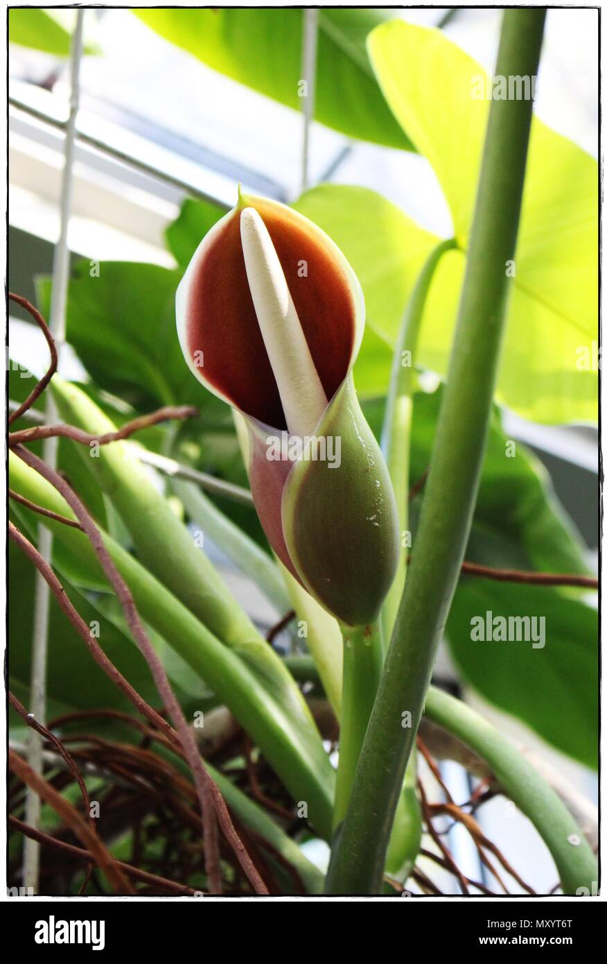 Inflorescence with spathe of Philodendron Stock Photo - Alamy