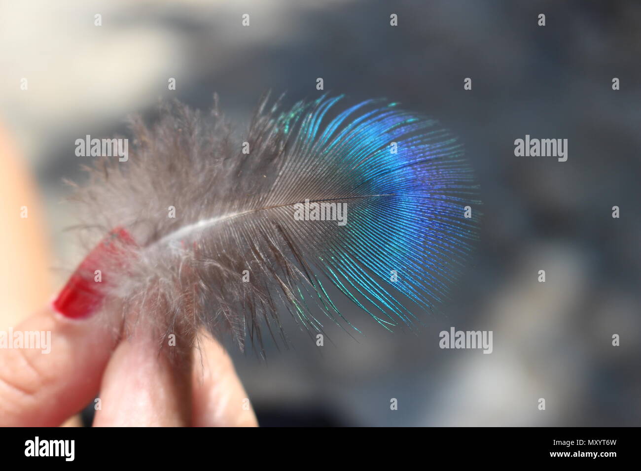 Small peacock feather Stock Photo - Alamy