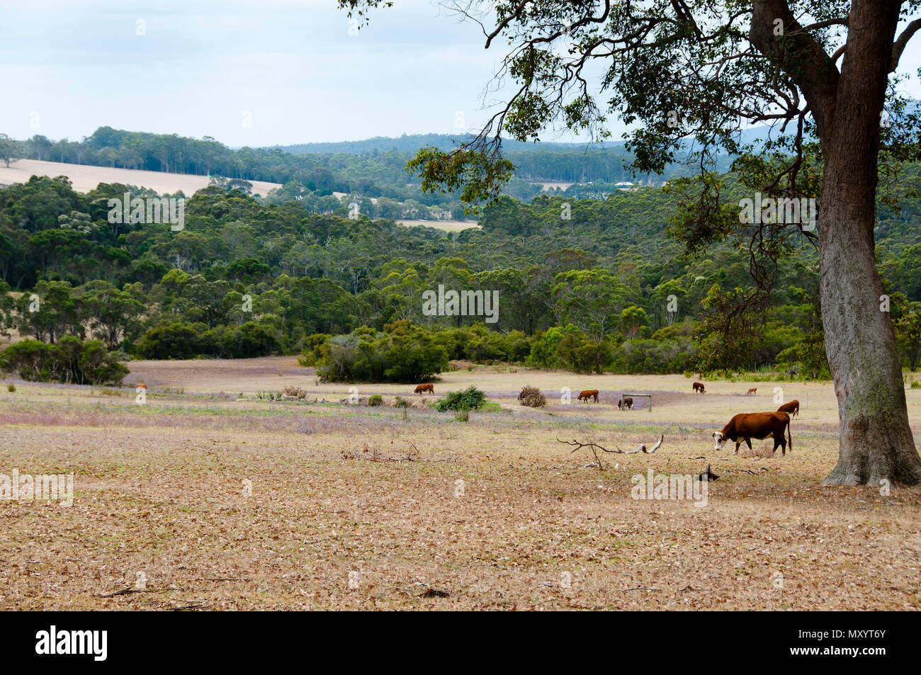Free Range Australian Cattle Stock Photo - Alamy
