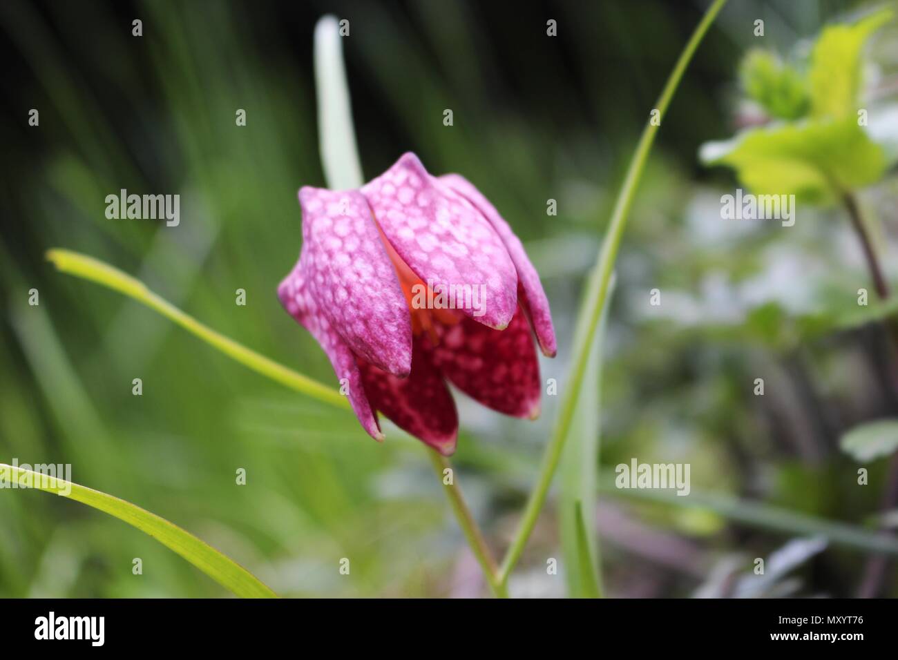 Single red fritillaria flower Stock Photo - Alamy