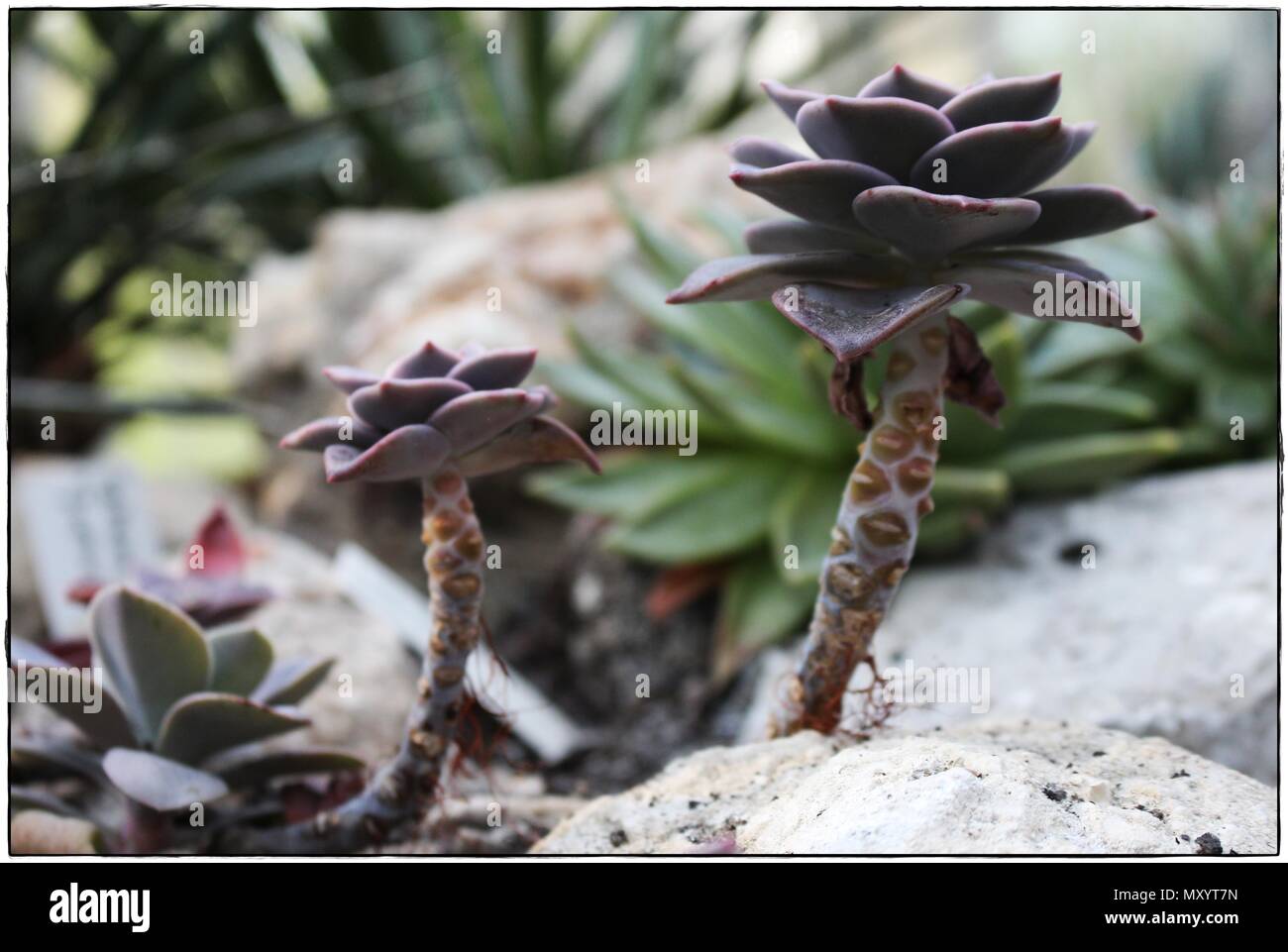 Rosettes of fleshy leaves hi-res stock photography and images - Alamy