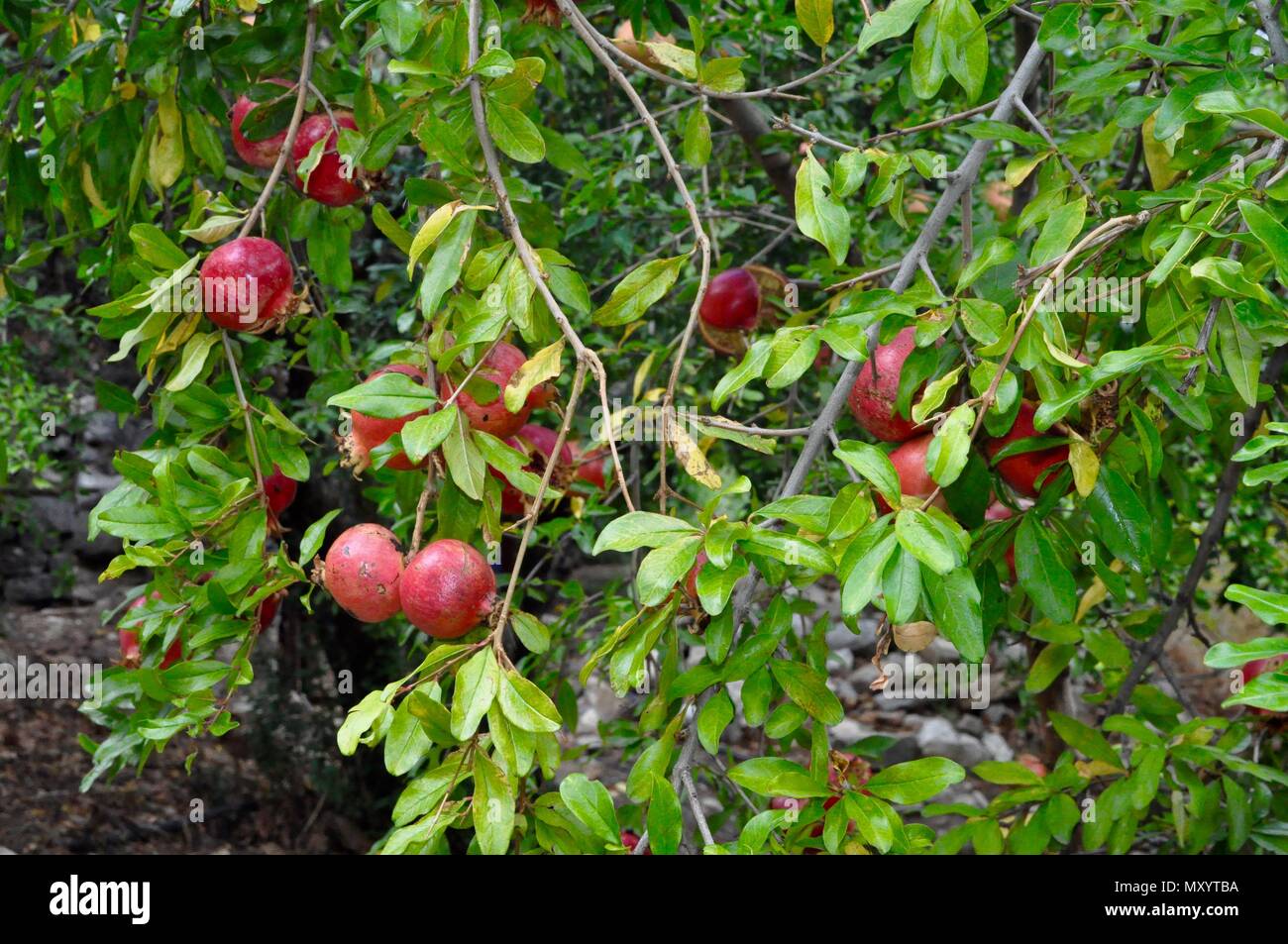 Pomegranates tree hi-res stock photography and images - Alamy