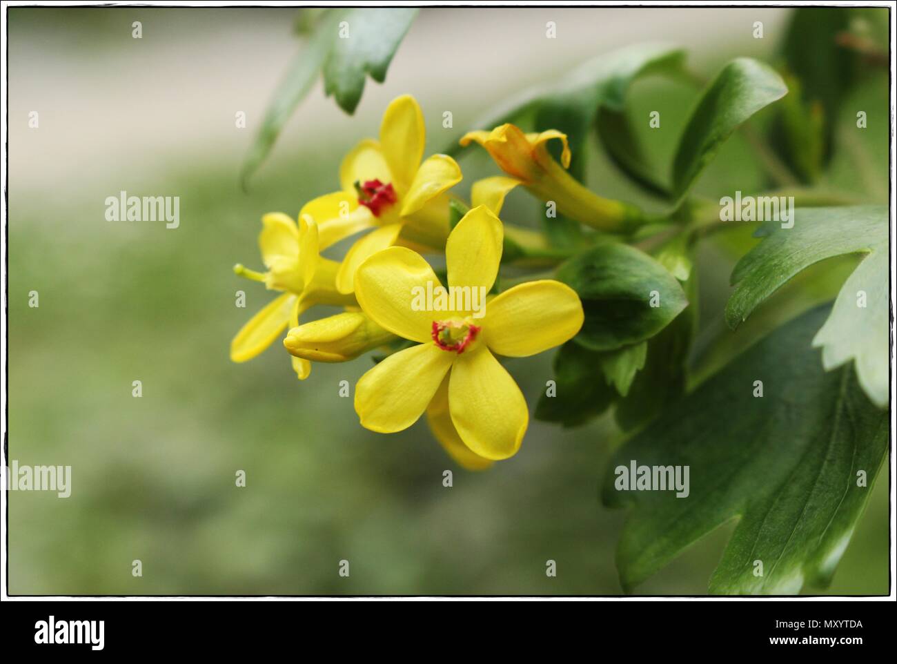 Yellow flowers of golden currant (Ribes aureum Stock Photo - Alamy