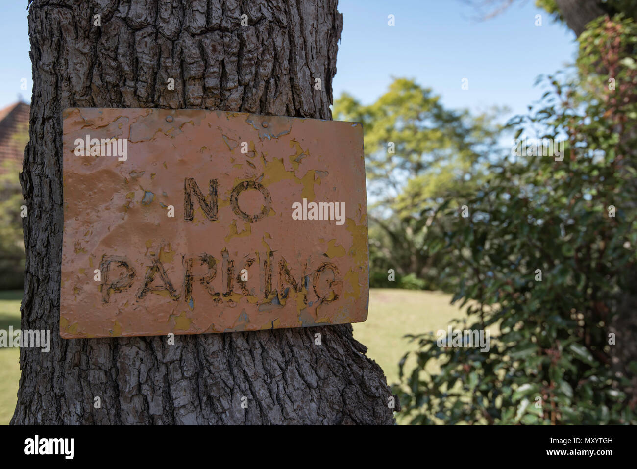An old stencil painted no parking sign nailed to a tree Stock Photo - Alamy