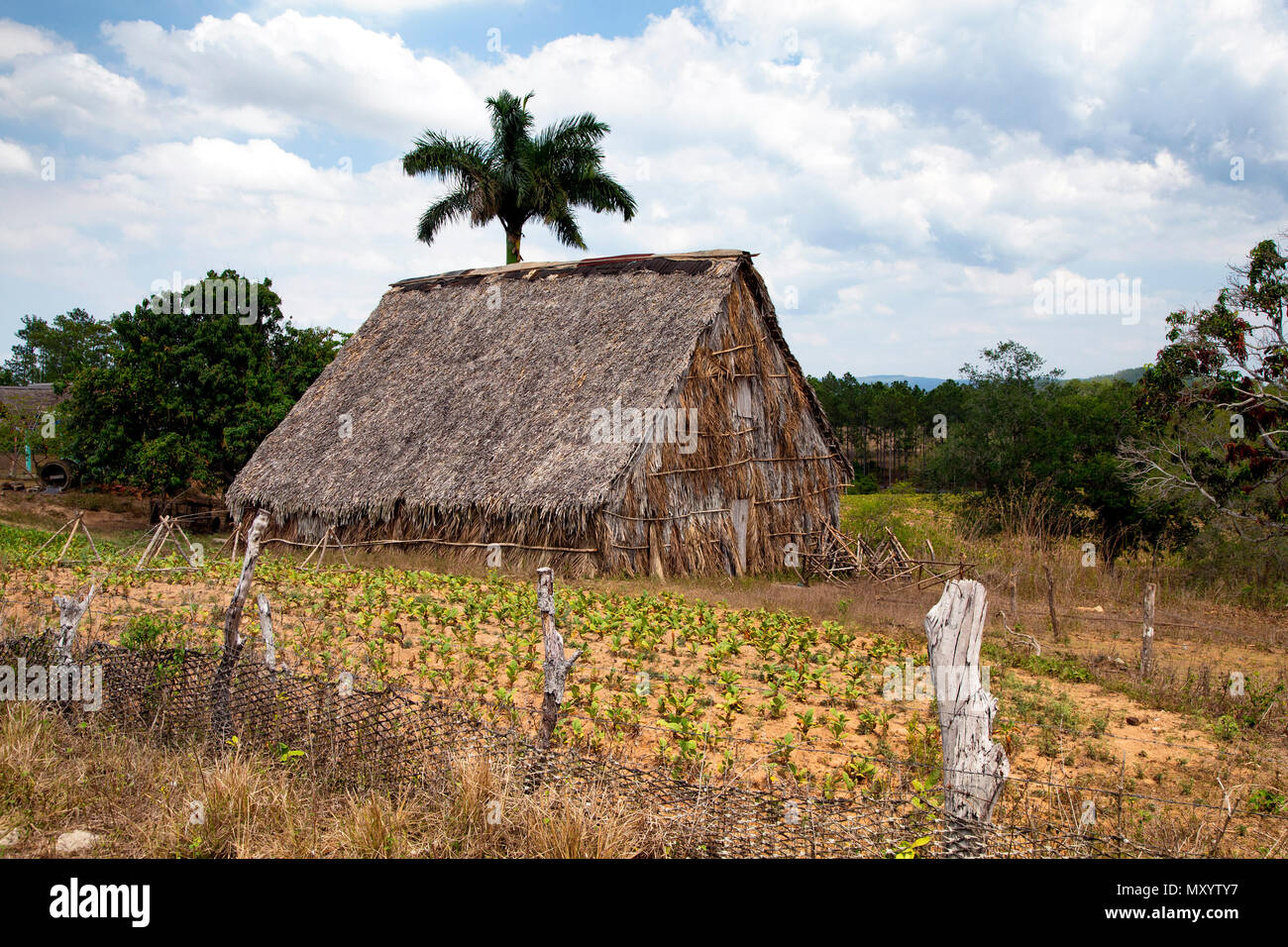 A special tobacco-curing shed in Cuba Stock Photo - Alamy