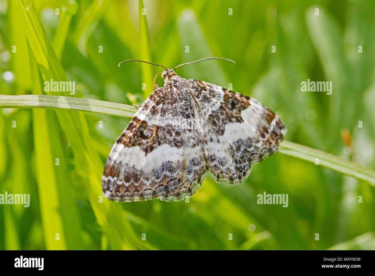 Carpet moth hi-res stock photography and images - Alamy