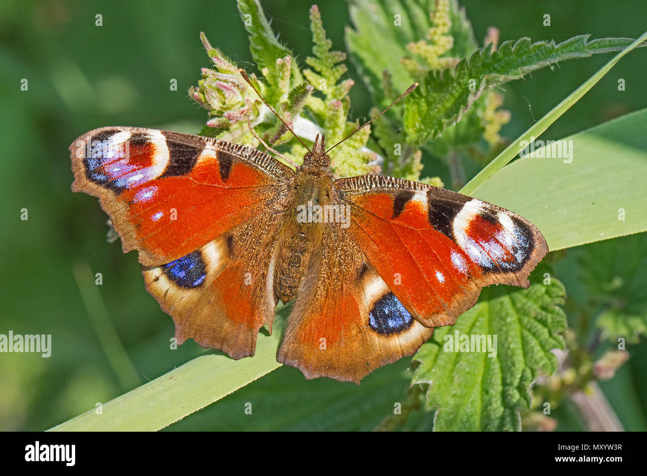 Peacock (Aglais io Stock Photo - Alamy