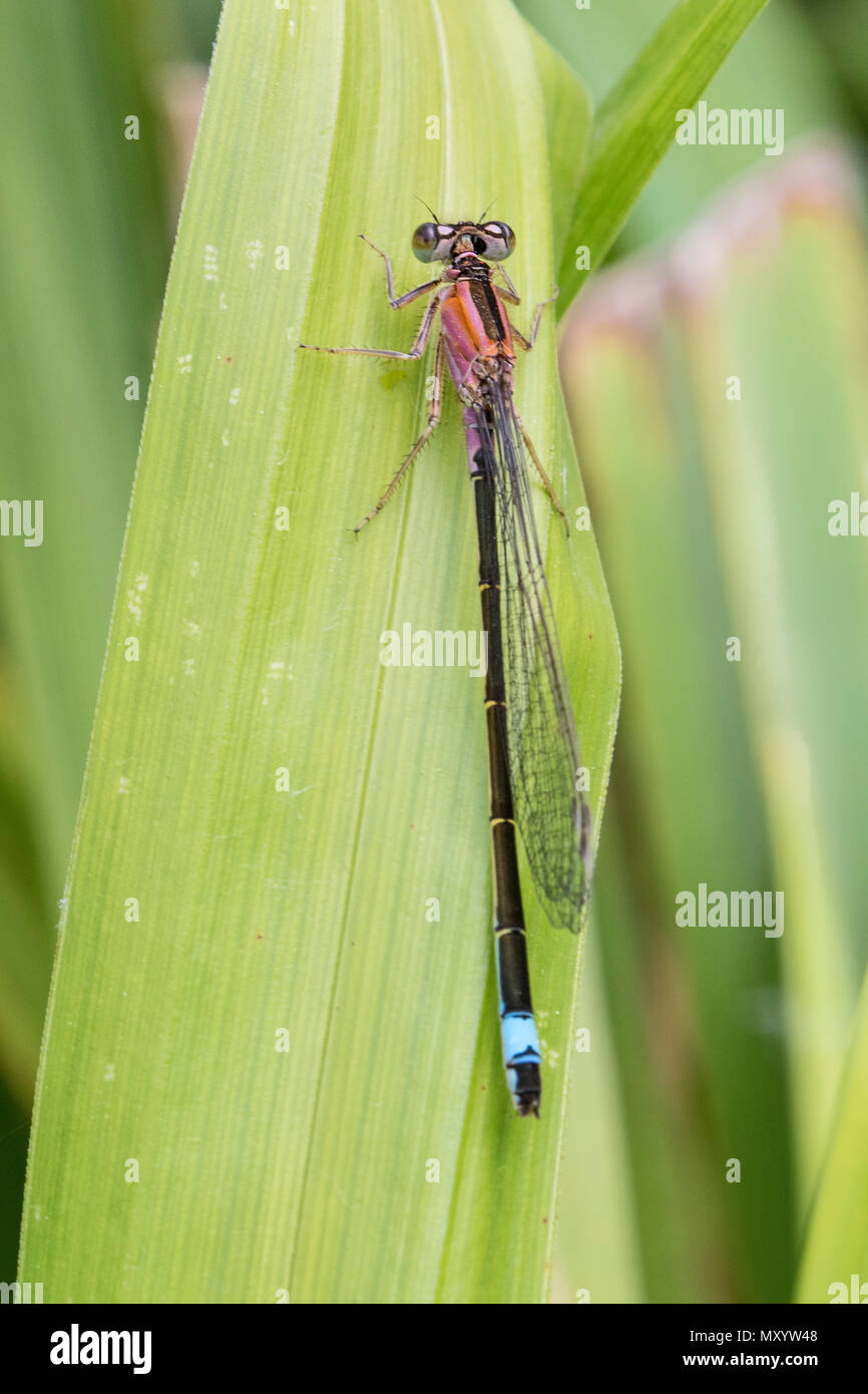 Female Blue-tailed Damselfly (Ischnura elegans) Form Rufescens Stock ...