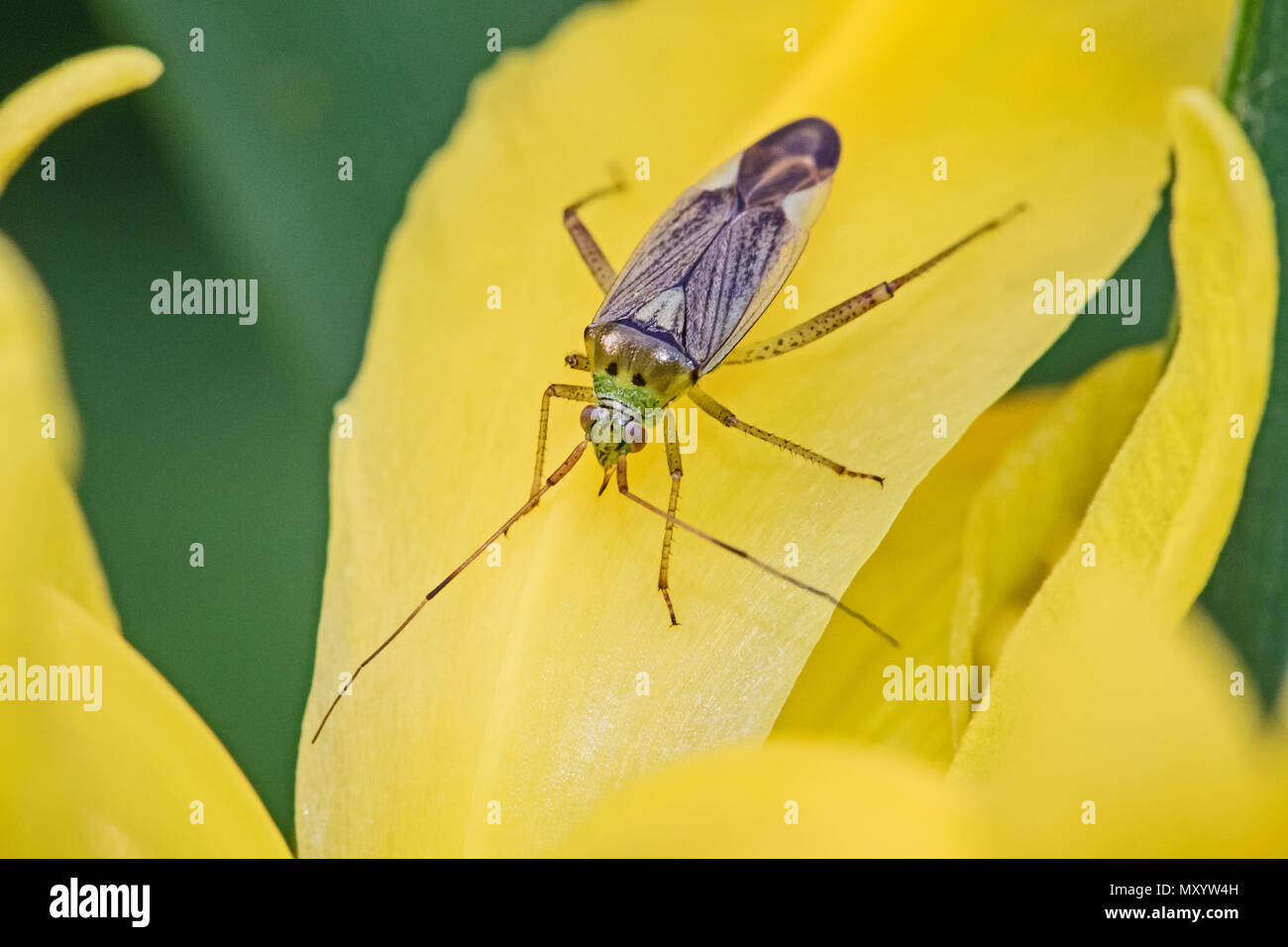 Capsid bug hi-res stock photography and images - Alamy