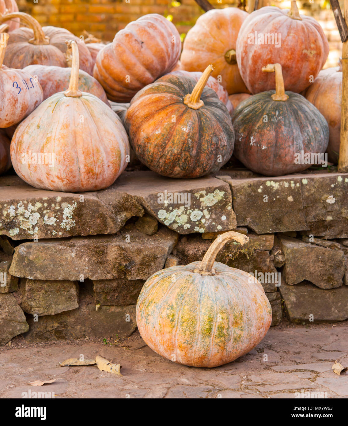 Pile of pumpkin Stock Photo - Alamy