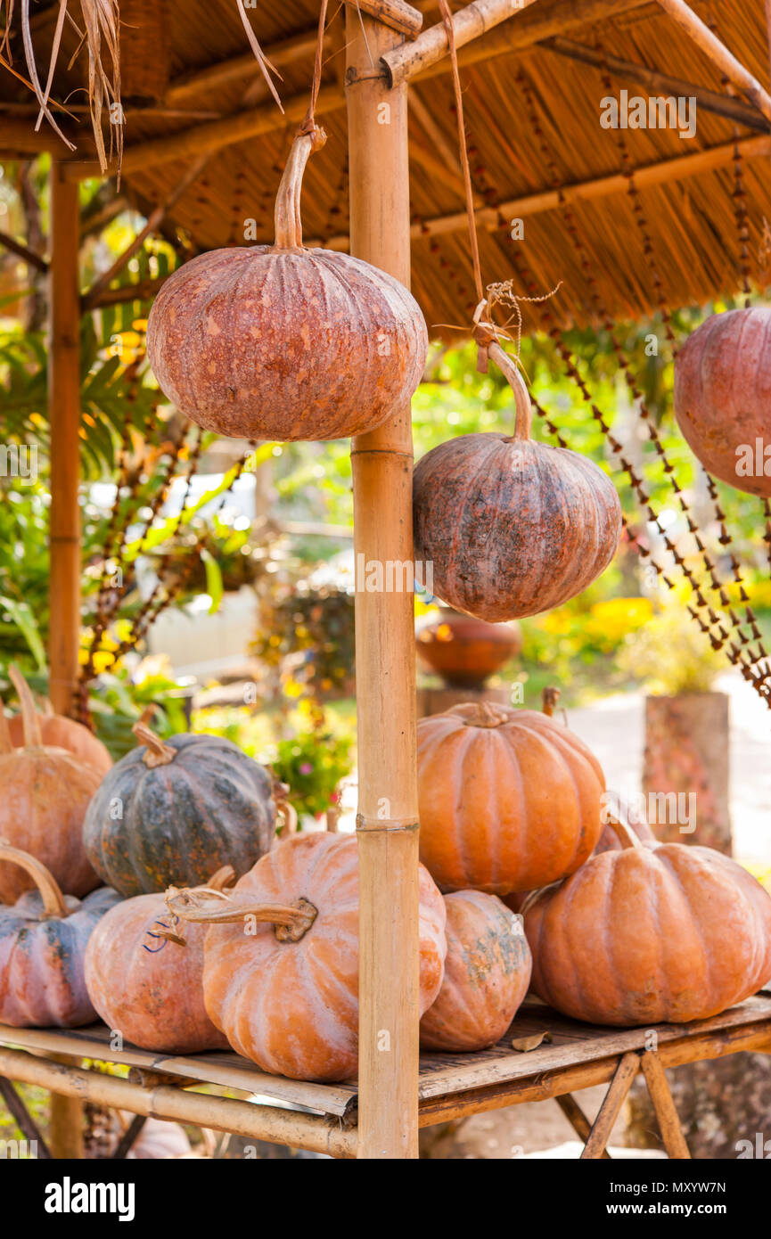 Pile of pumpkin Stock Photo - Alamy