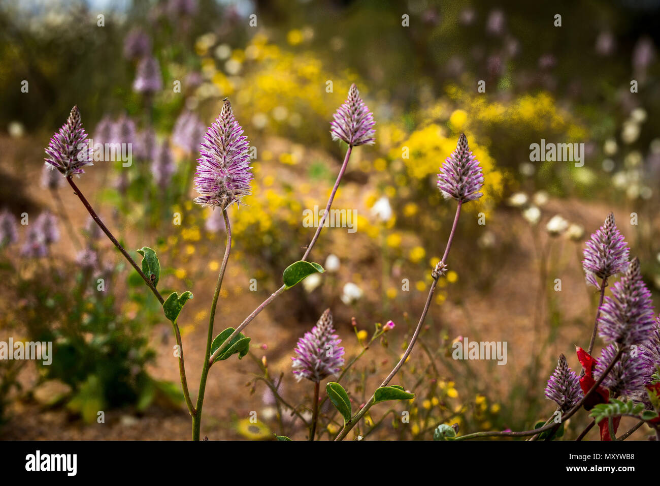 Mulla Mulla at Kings Park Stock Photo - Alamy