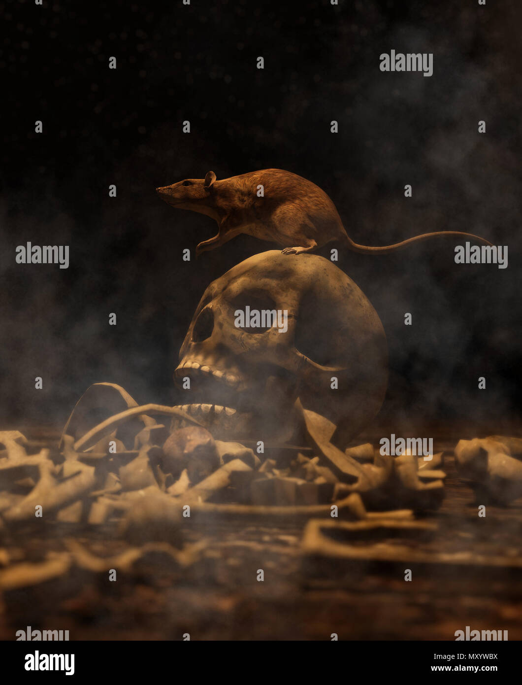 Rat skull hi-res stock photography and images - Alamy