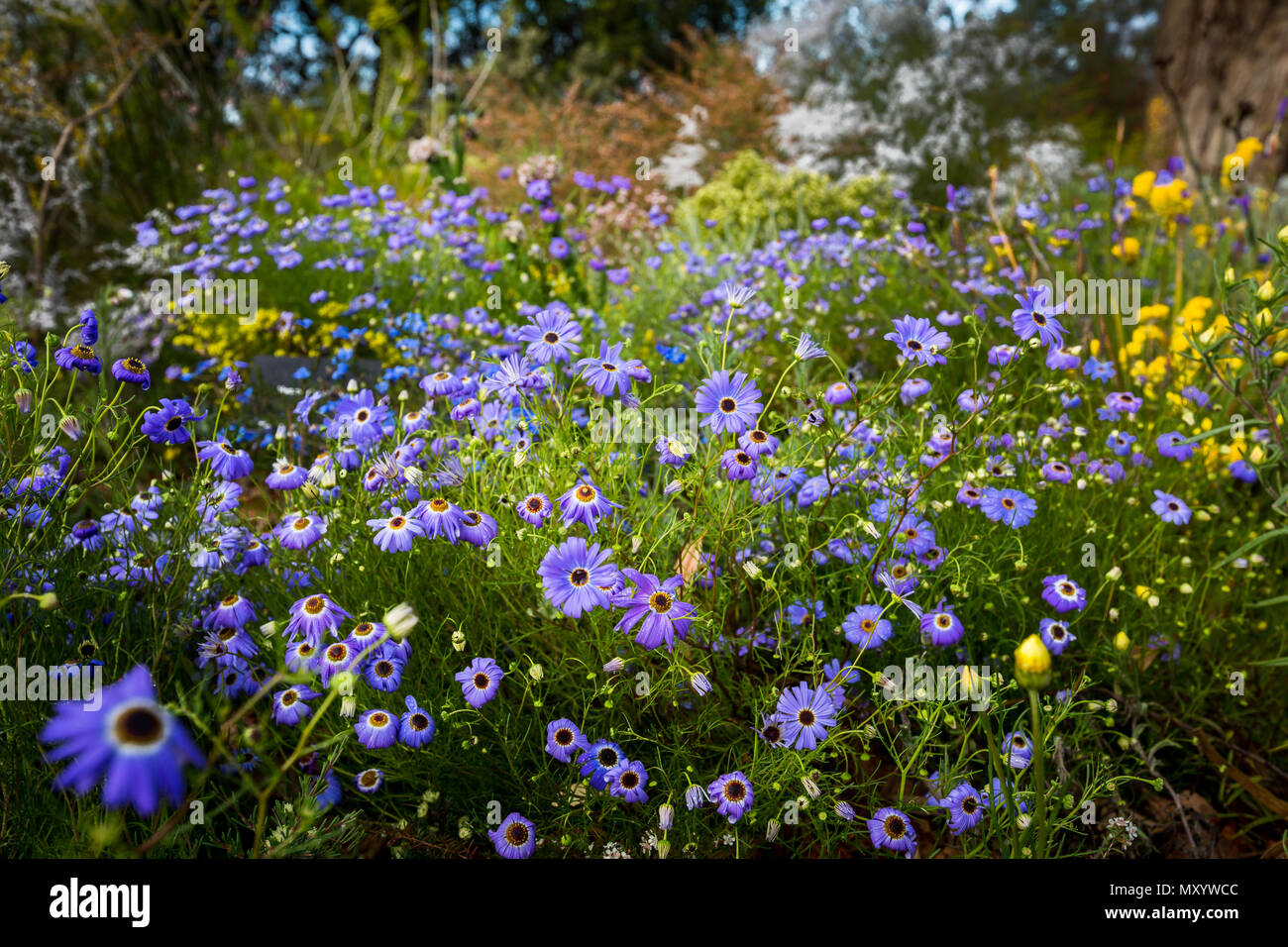 Swan River Daisy in Botanical Gardens Kings Park Stock Photo - Alamy