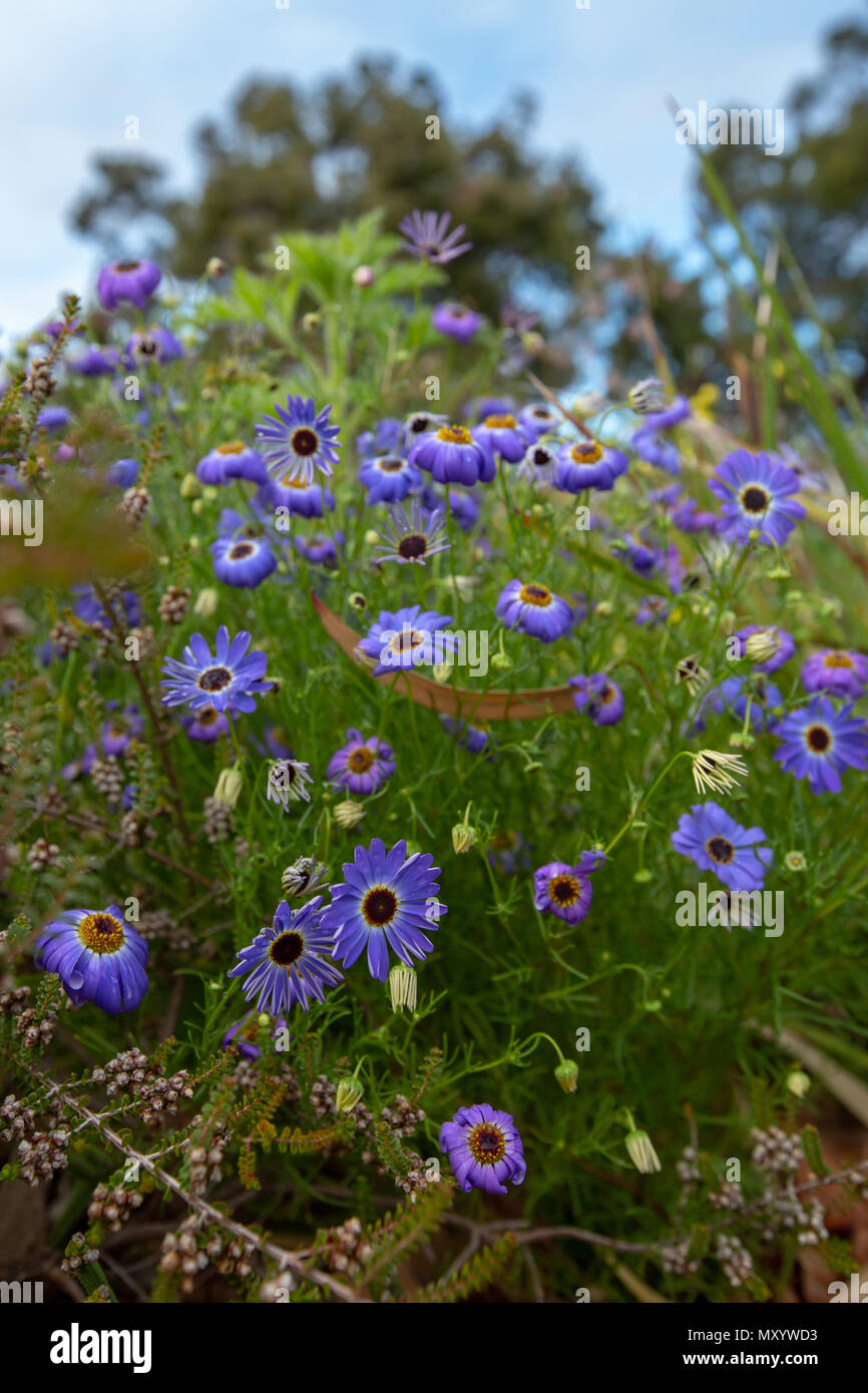 Swan River Daisy in Botanical Gardens Kings Park Stock Photo - Alamy