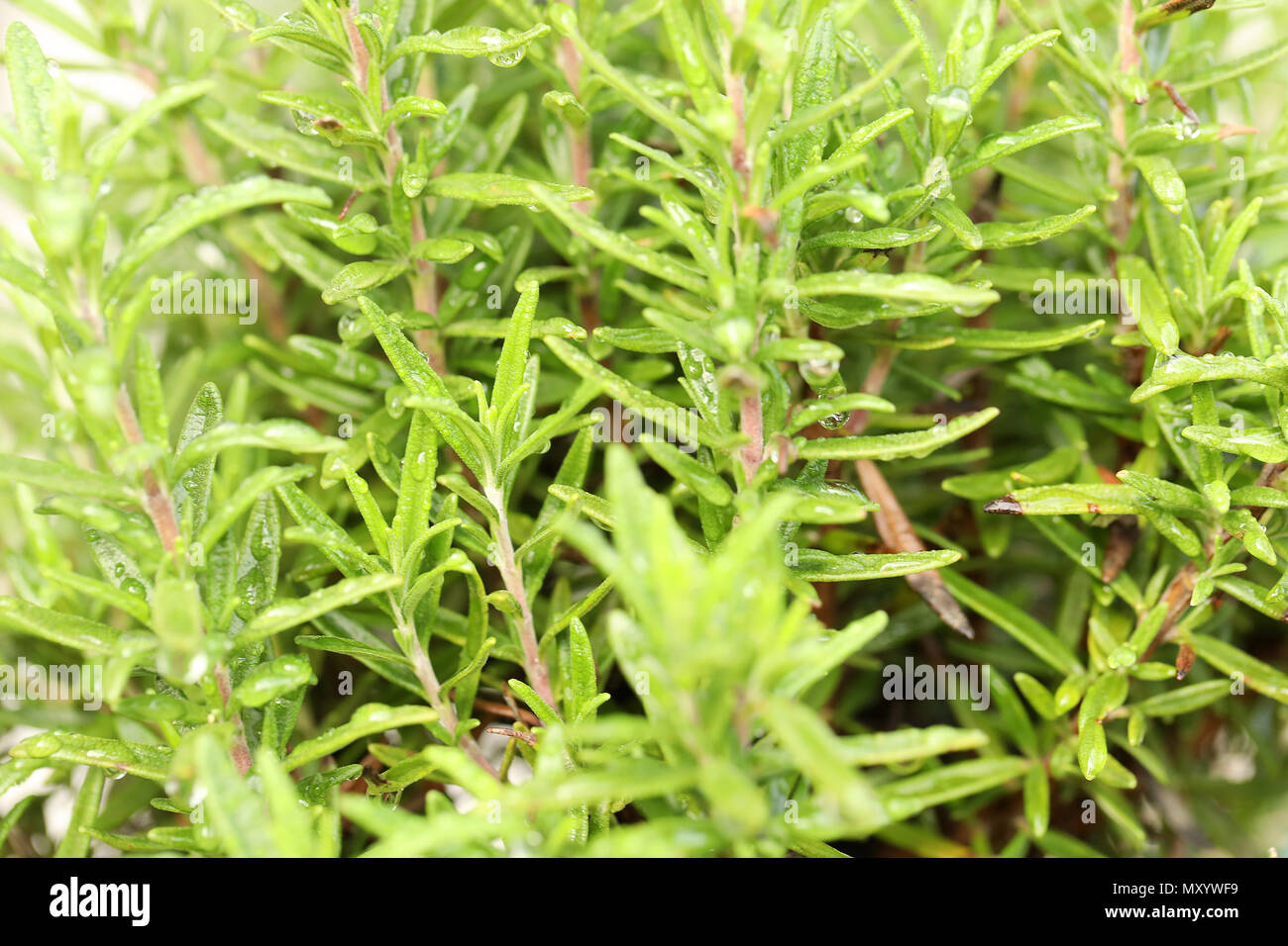 Home grown lamb hi-res stock photography and images - Alamy