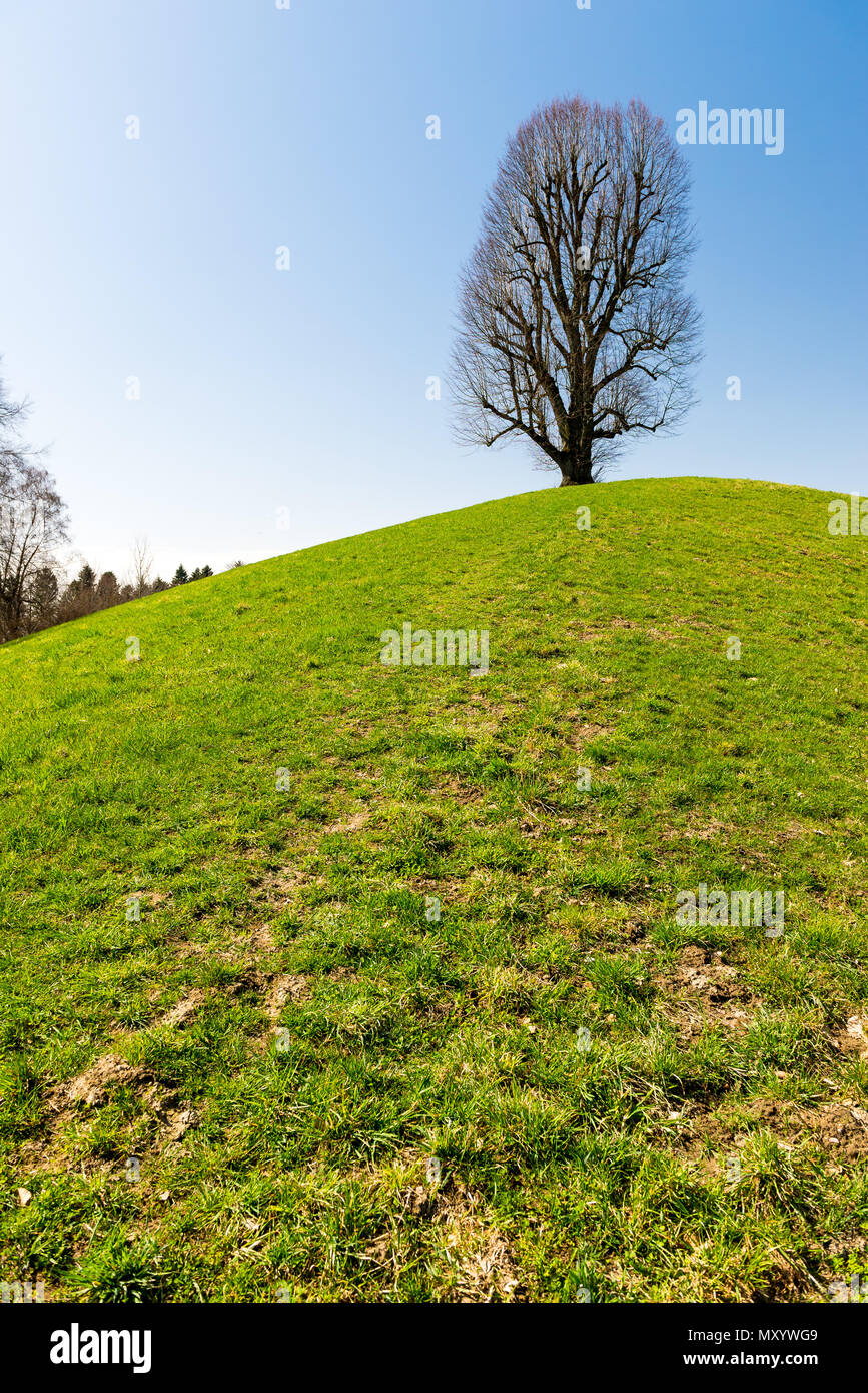 old limetree tree on hill in Emmental Stock Photo - Alamy