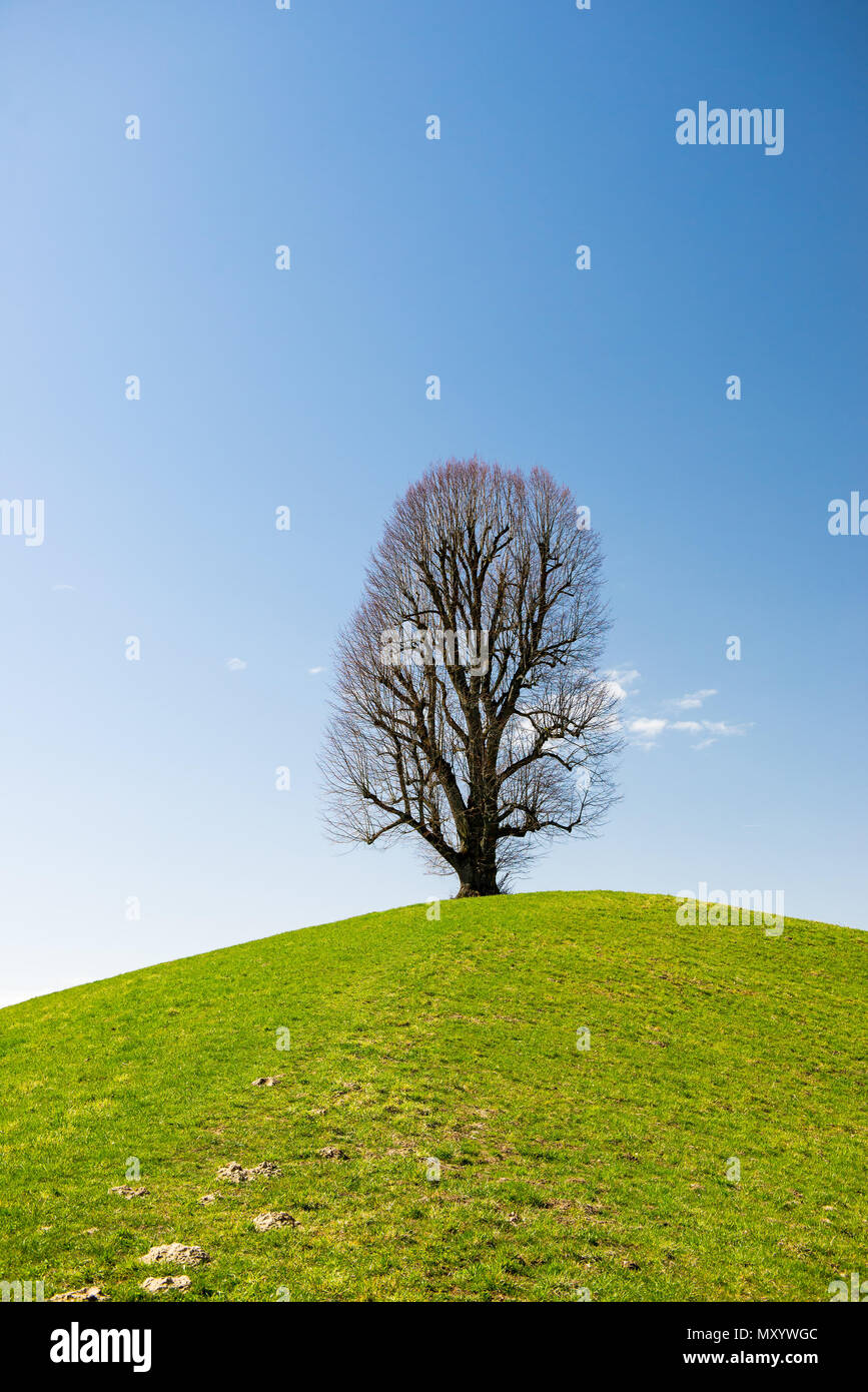 old limetree tree on hill in Emmental Stock Photo - Alamy