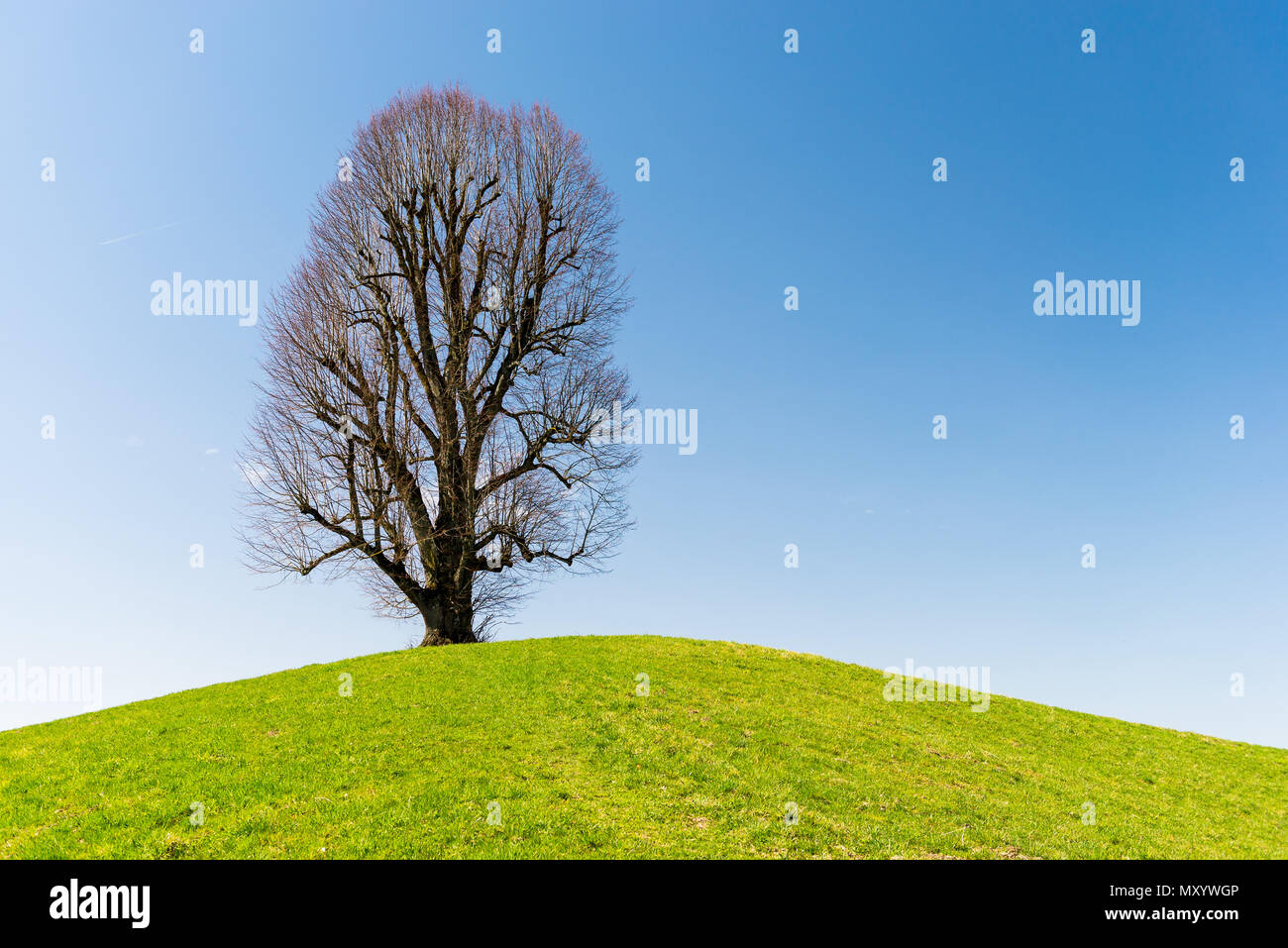 old limetree tree on hill in Emmental Stock Photo - Alamy