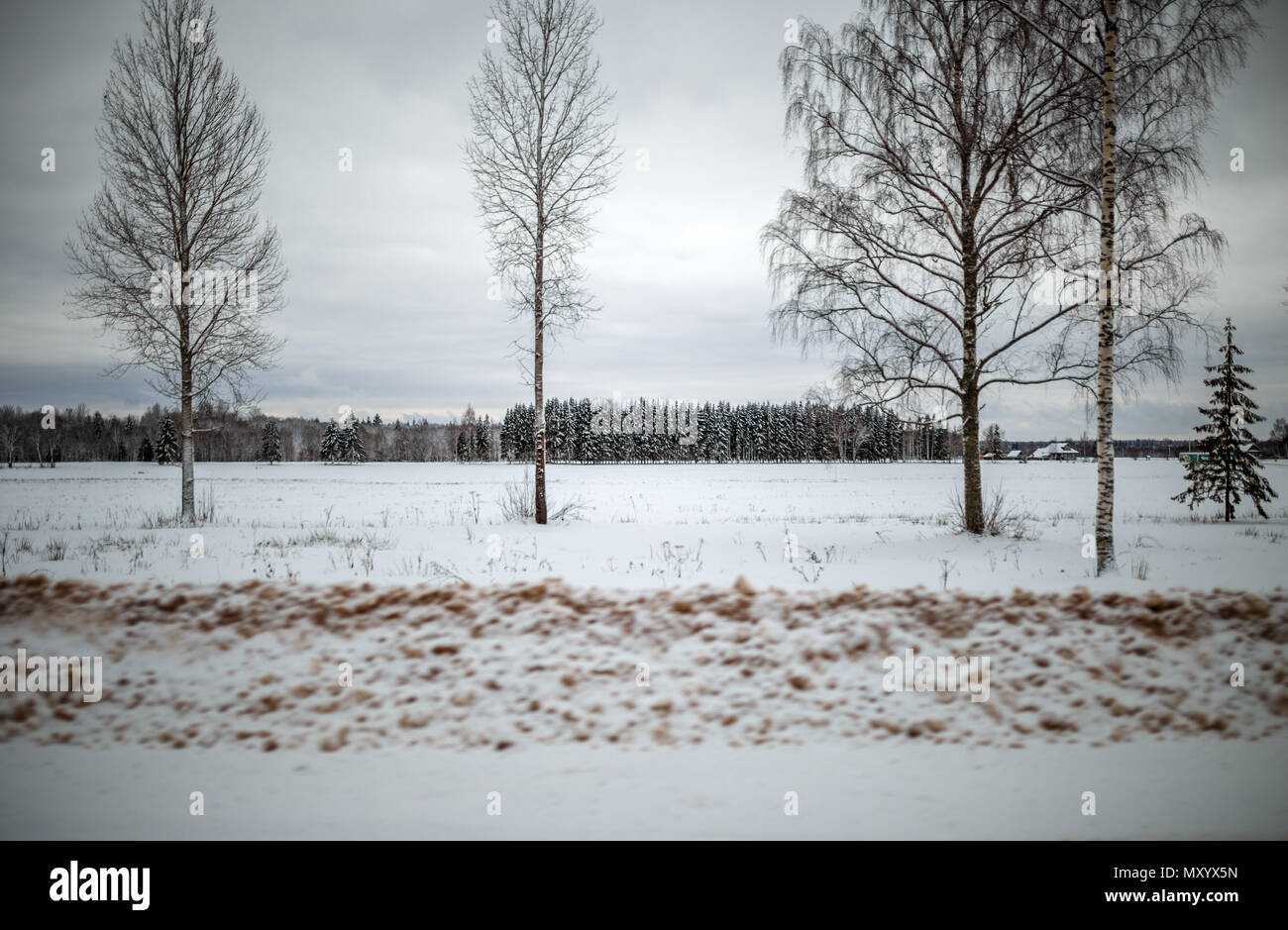Photo of snowy field with shrubs and fir trees Stock Photo - Alamy