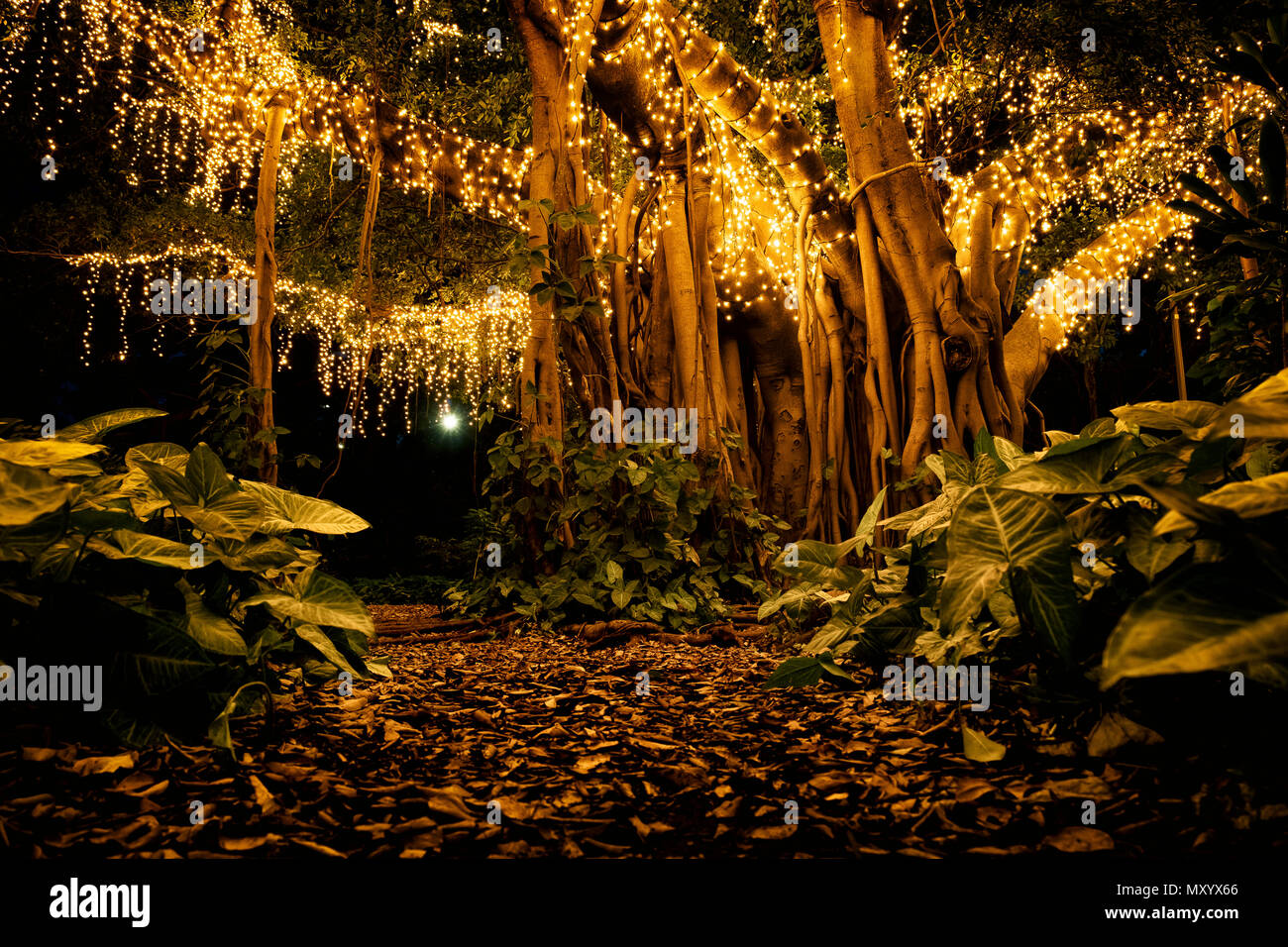 Festive Illuminated trees - Brisbane, Queensland, Australia Stock Photo ...