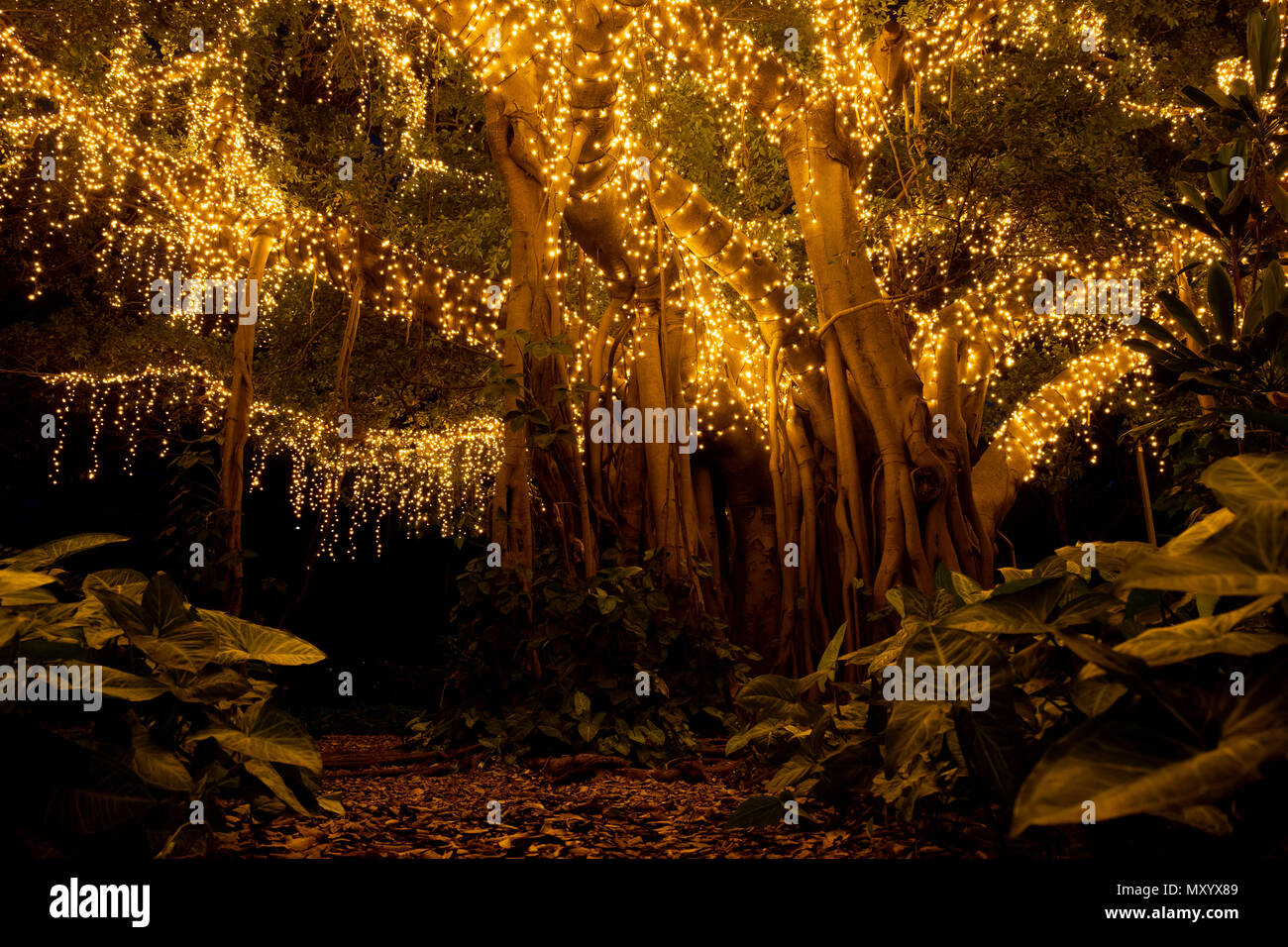 Festive Illuminated trees - Brisbane, Queensland, Australia Stock Photo ...