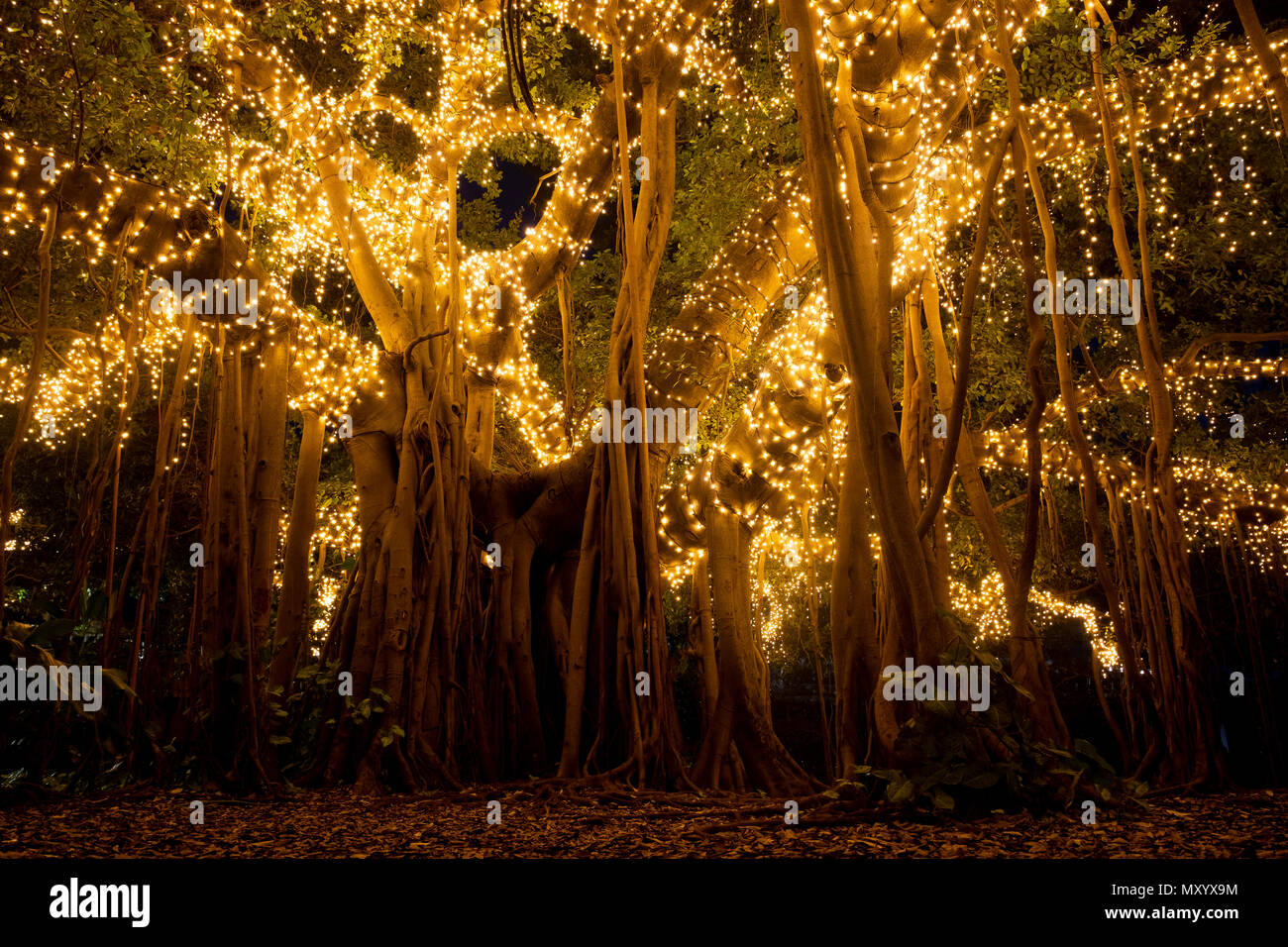 Festive Illuminated trees - Brisbane, Queensland, Australia Stock Photo ...