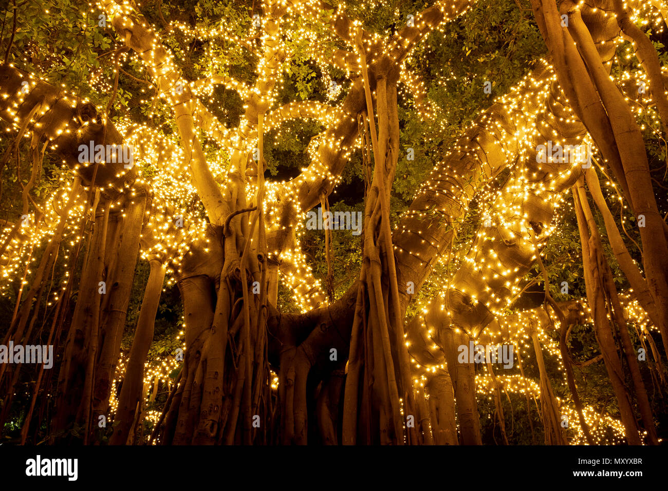 Festive Illuminated trees - Brisbane, Queensland, Australia Stock Photo ...