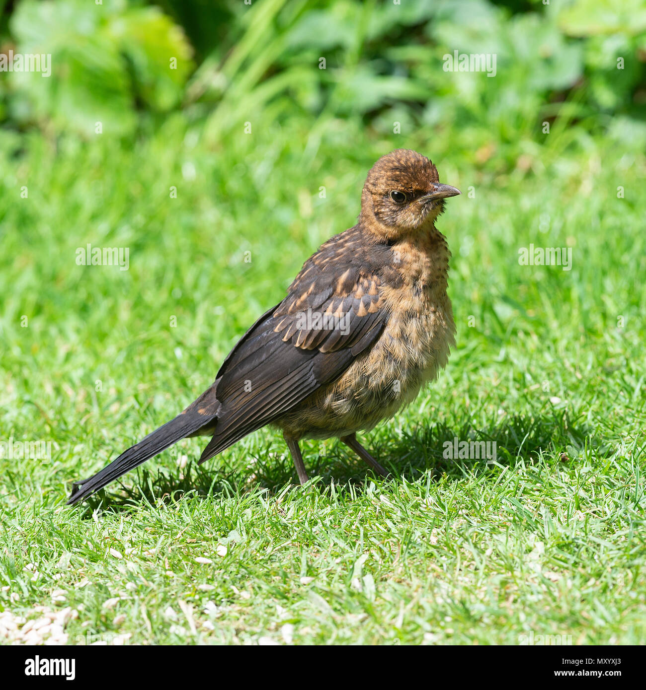 A Juvenile Blackbird Seeking Food on a Lawn in a Garden in Alsager ...