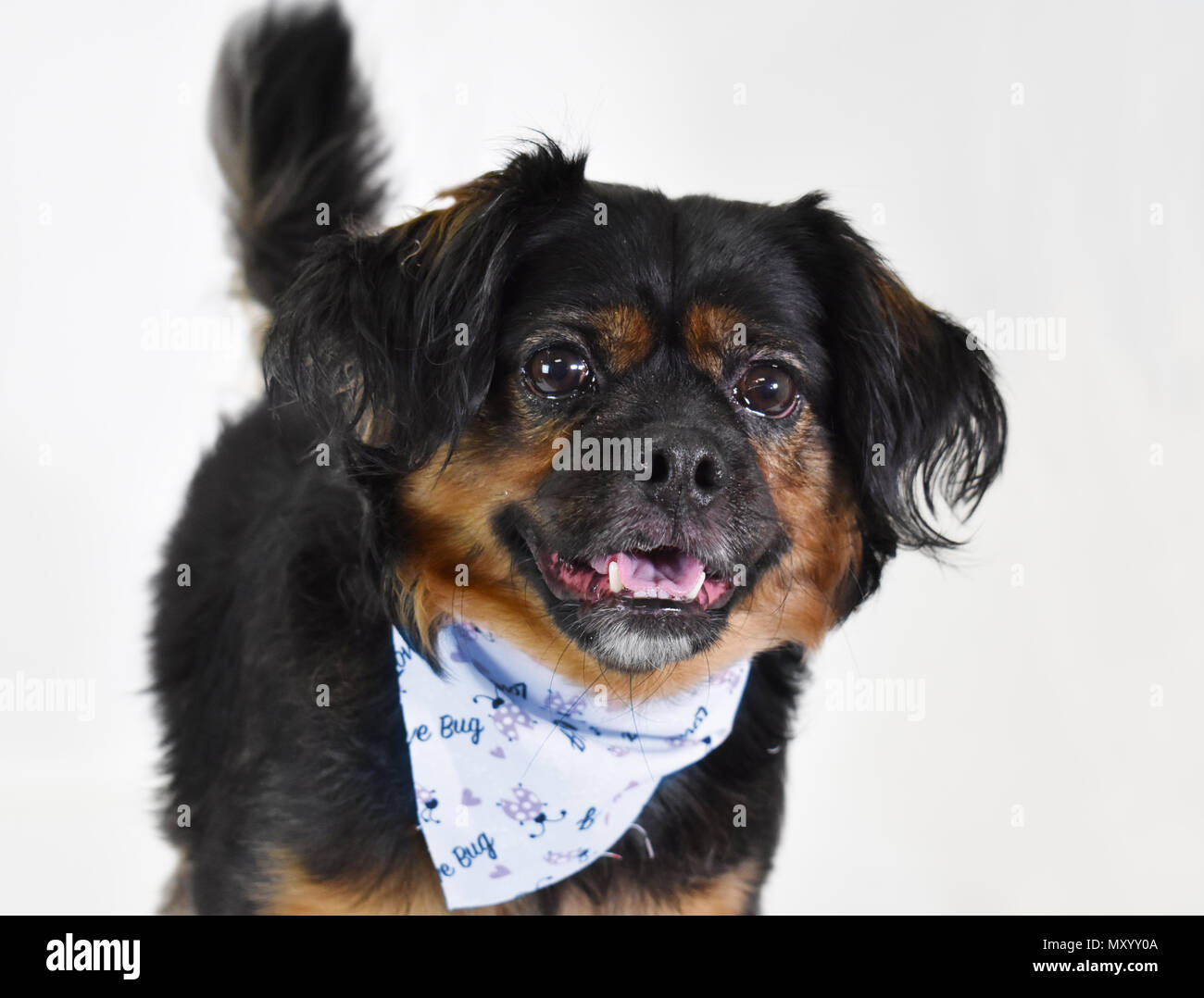 Cavalier King Charles Spaniel dog smiling in studio, isolated on white ...