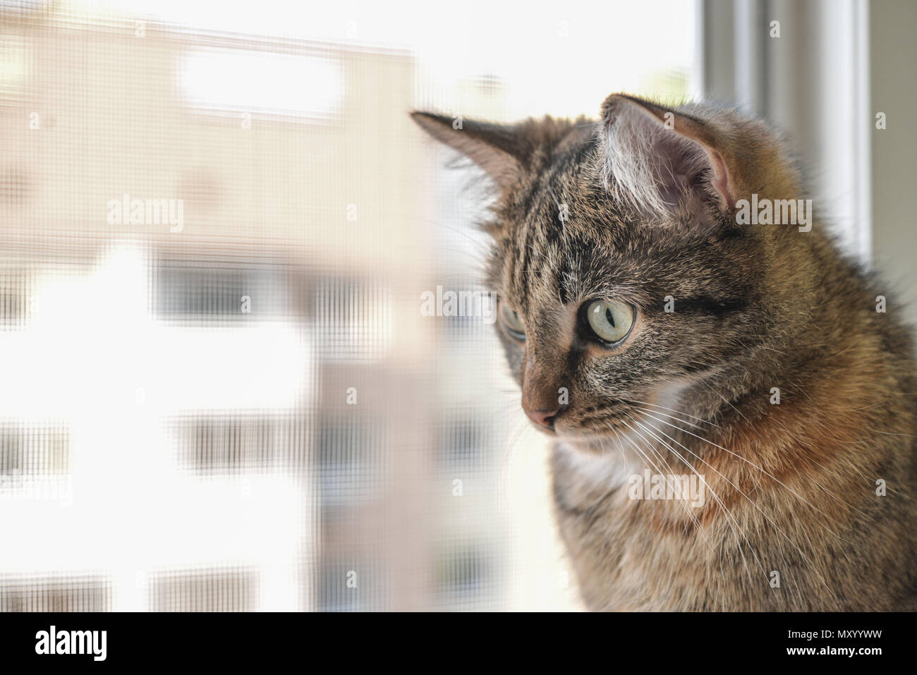 A cat sits on a window sill and looks out the window Stock Photo - Alamy