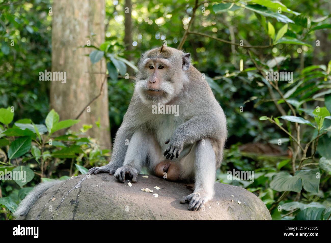 Monkey macaque in the rain forest. Monkeys in the natural environment. Bali, Indonesia. Long ...