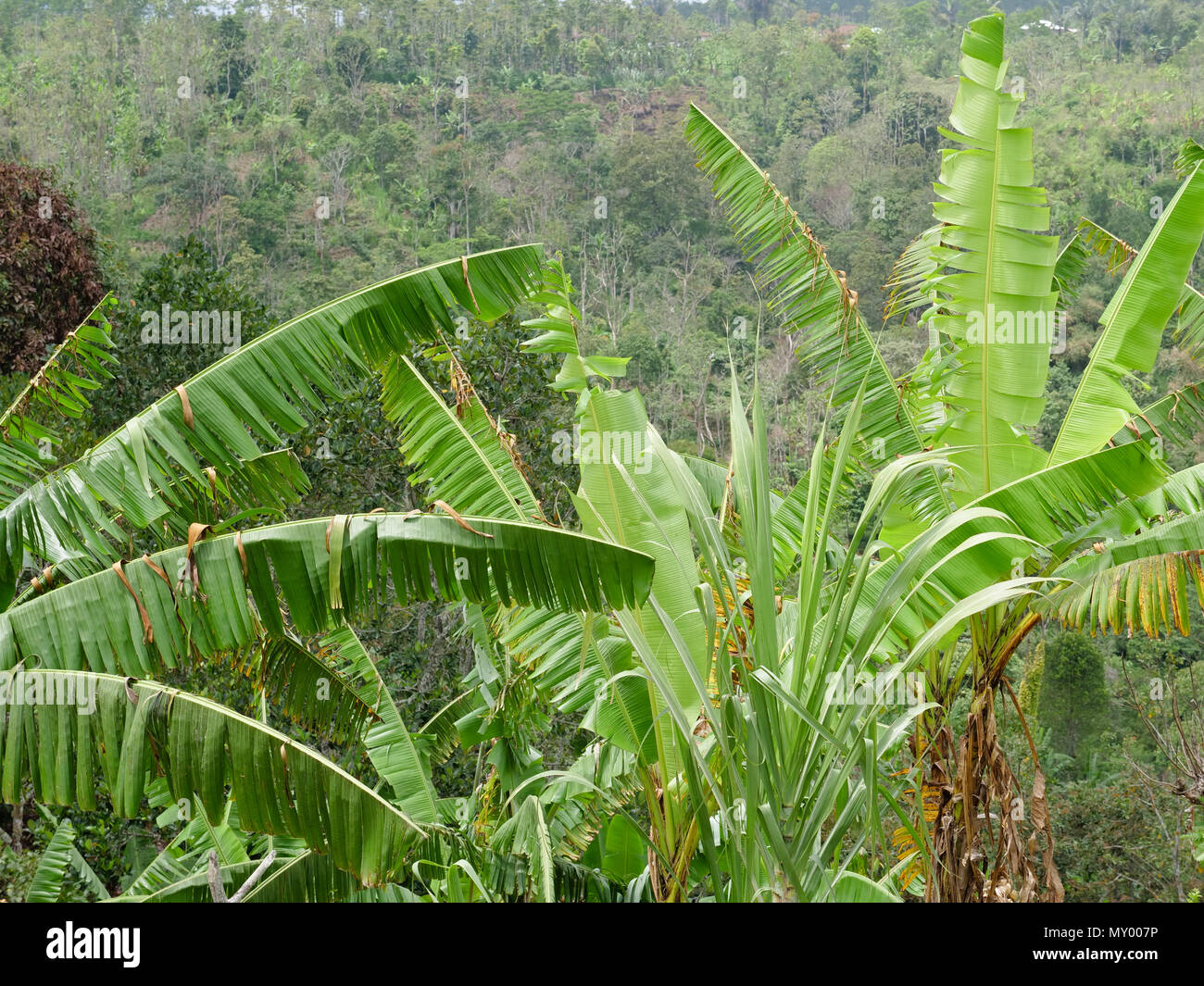 Mountains with farmlands, village, fields with crops, trees. Aerial ...