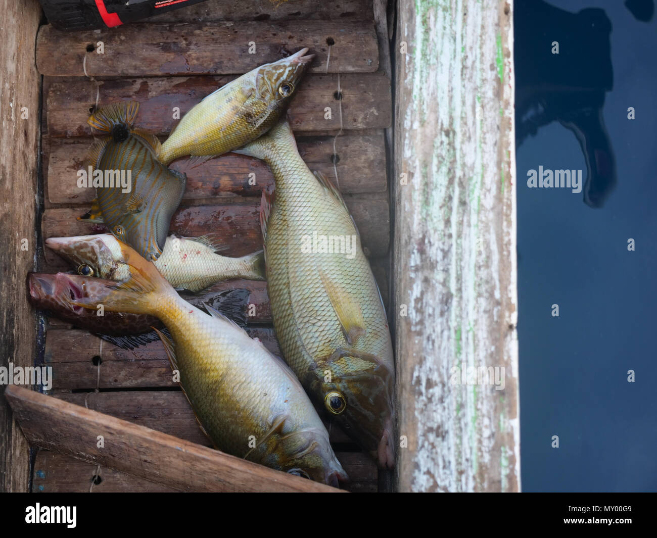 Freshly caught sea fish in a wooden boat Stock Photo - Alamy