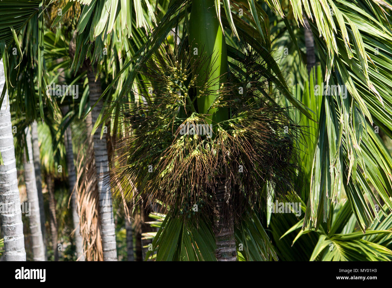 Areca nut Or Supari Plant Usually Called As Palm Tree Estate Coimbatore ...